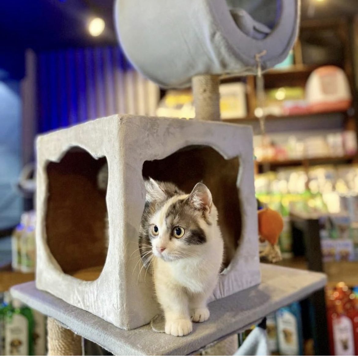 10 Pet-Friendly Cafes in Metro Manila