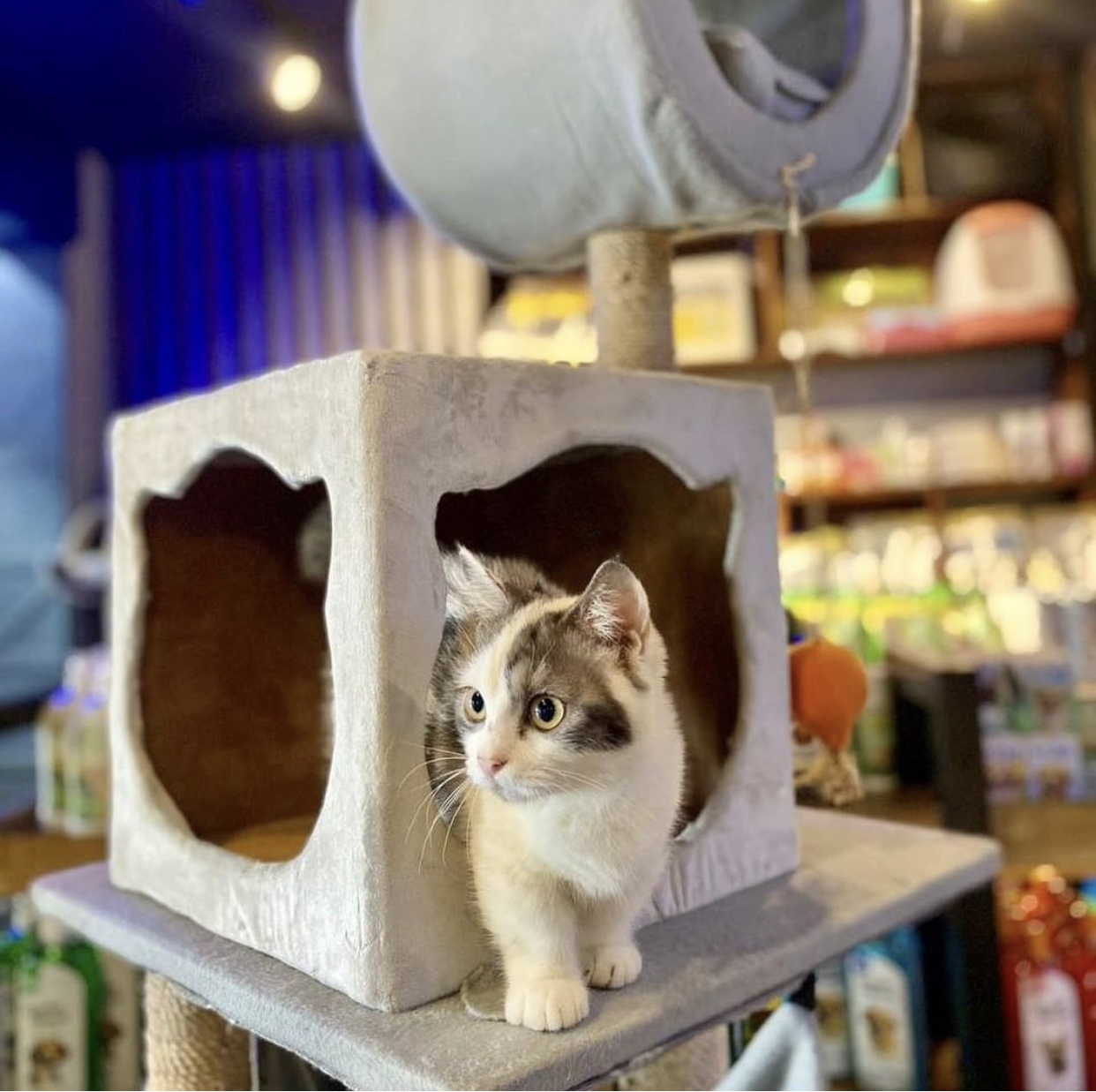10 Pet-Friendly Cafes in Metro Manila